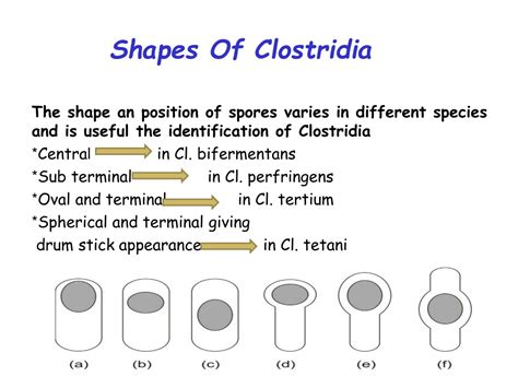 Ppt Clostridium Bacteria Anaerobic Growth And Pathogenicity Powerpoint Presentation Id 9631167