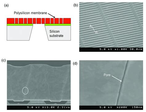 A Illustration Of Silicone Nanopore Membrane Snm Fabricated Using