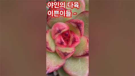 행복 가득한 수요일 되세요 ~ 박서진 파종이 실생 다육 다유기 다육이 다육식물 반려식물 다육판매 다육이판매 다육이키우기 다육인스타그램 매혹이 청주