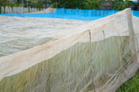 Rice Paddy Field Cover With Net Stock Image Image Of Covering