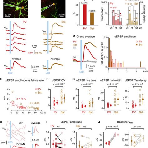 Cell Type Specific Features Of Excitatory Synaptic Transmission In Vivo
