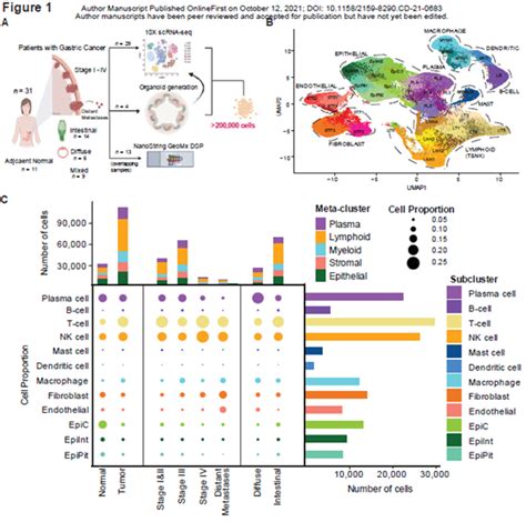 单细胞图谱 空间组学验证揭示胃癌中的细胞谱系状态和肿瘤微环境 公司新闻 上海乐备实生物技术有限公司