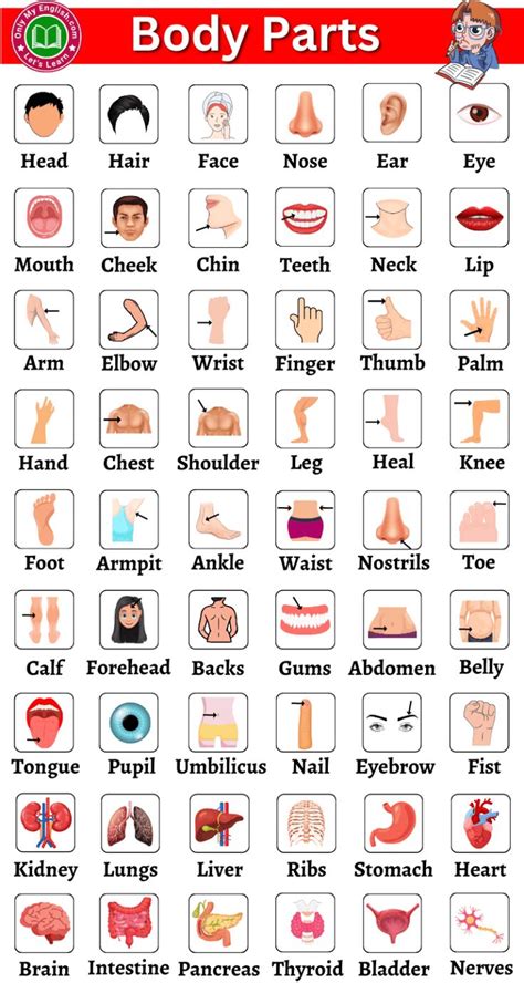 Human Body Parts And Their Functions Poster Body Name Basic English