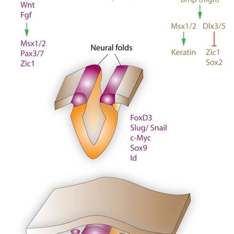 Neural Crest Formation And Migration During Development Neural Crest Download Scientific
