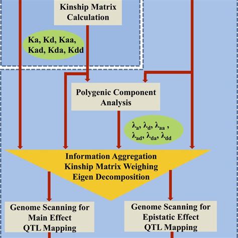 flowchart illustrating polygenic qtl mapping using the pepis the pepis