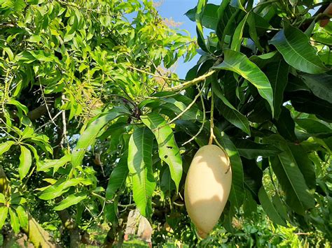 ภูมิสุพรรณ มะม่วงคุณภาพส่งออกจากสวนของจังหวัดสุพรรณบุรี