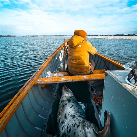 Inuit Seal Hunting Tradition