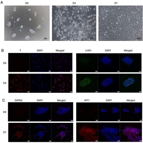 Cell Morphology And Molecular Markers In The Mesoderm Induction