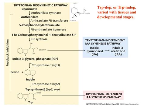 Ppt Tryptophan Independent Pathways Of Iaa Biosynthesis Powerpoint