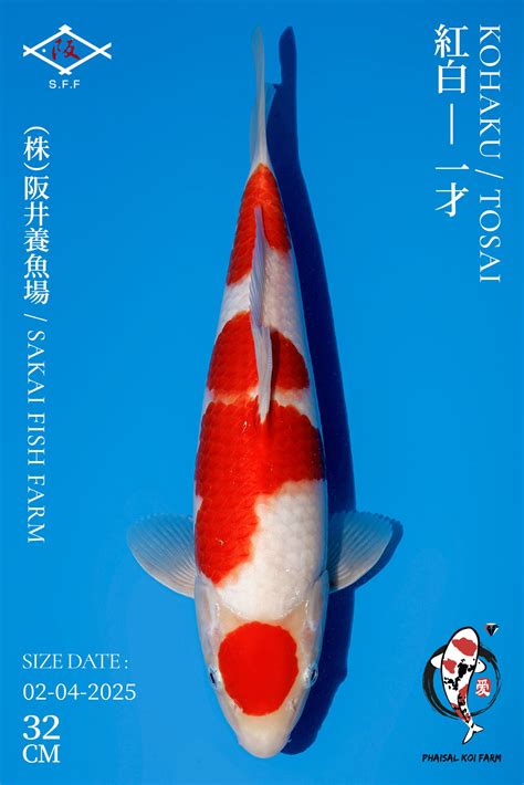 1692 Kohaku Phaisal Koi Farm