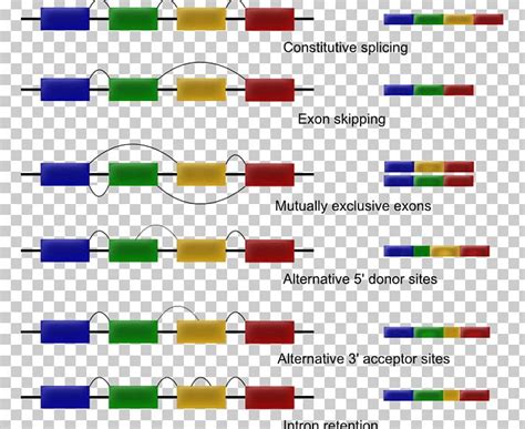 Exon Shuffling RNA Splicing Alternative Splicing PNG Clipart Alternative Splicing Angle Area