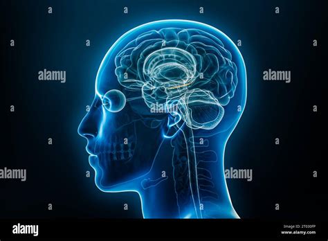 Xray Profile View Of The Dentate Gyrus 3d Rendering Illustration With