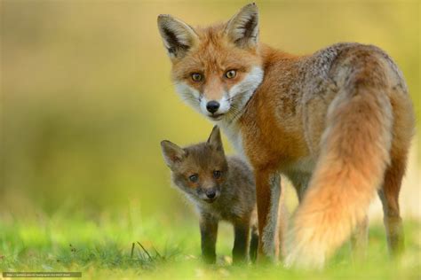 10 самых красивых животных в мире Zefirka