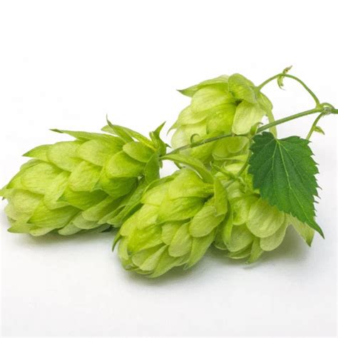 Hops Extract โรงงานรับผลิตอาหารเสริม Whitecares