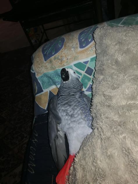 Kiki Playing Scrolller