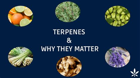 Cannabis Terpenes Guide Beyond Aroma And Flavor