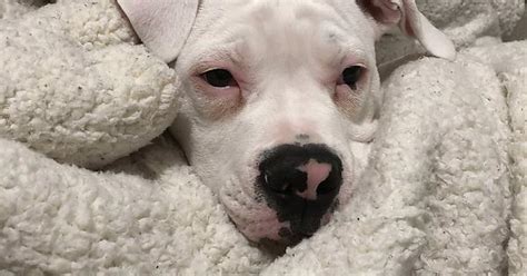 Found One Pupper Head Album On Imgur