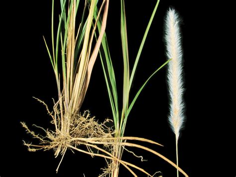 Meet The Invasives Asian Cogongrass Gets Stoned Asks What It Even