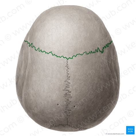 Sutures Of The Skull In 2025 Sutures Medical Illustration Occipital
