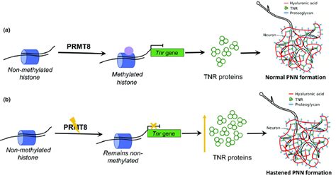 Methylation Of Arginine Residues On Histones By Protein Arginine