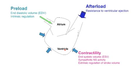 Preload Afterload And Contractility Flashcards Quizlet