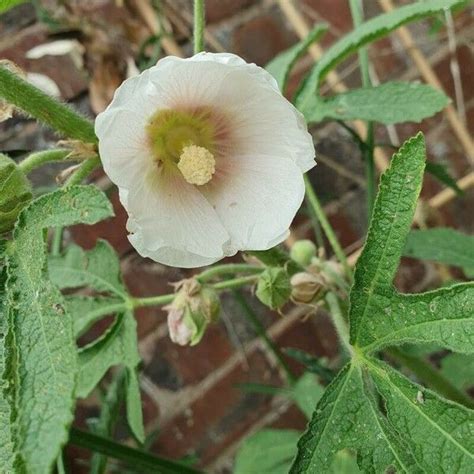 Antwerp Hollyhock Alcea Ficifolia Plant Care And How To Grow Water