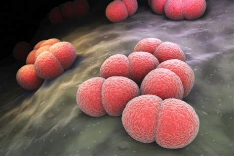 Tipos De Bacterias Nombres Características Y Fotos Ejemplos Y Resumen