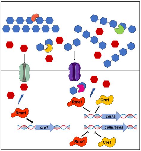Rme1 Unveiling A Novel Repressor In The Cellulolytic Pathway Of Trichoderma Reesei