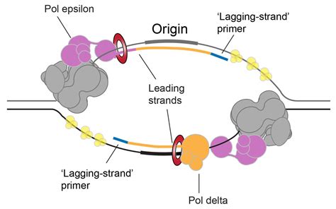 How Replication Of DNA Is Initiated At Origins MRC Laboratory Of Molecular Biology