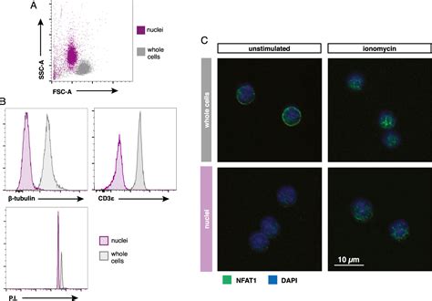 Figure 1 From Measured By Flow Cytometry Of Isolated Cell Nuclei T Cells As Activation In