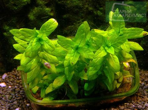 Staurogyne repens