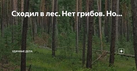 Сходил в лес Нет грибов Но… Удачные Дела Дзен