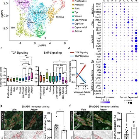 Endothelial Cell Cycle State During Retinal Vascular Development A B