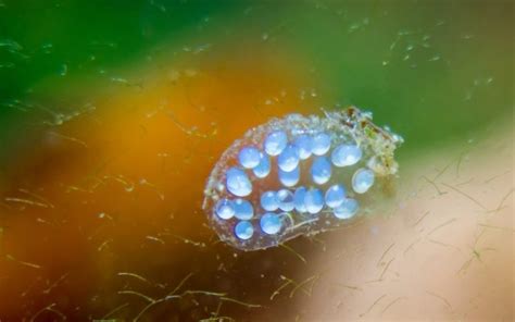 How Long Do Snail Eggs Take to Hatch: A Comprehensive Guide