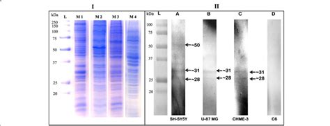 Virus Overlay Protein Binding Assay Vopba With Sh Sy5y U 87 Mg