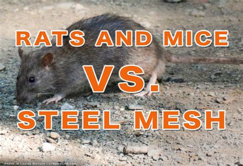 Can Mice And Rats Chew Through Stainless Steel Mesh Pest Pointers