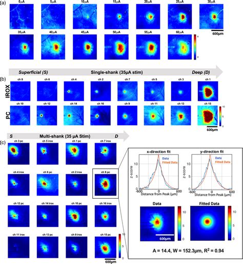 Mesoscale Imaging Of Gcamp Response To Electrical Stimulation A Download Scientific Diagram