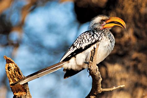 Yellow Billed Hornbill Endangered Robinage