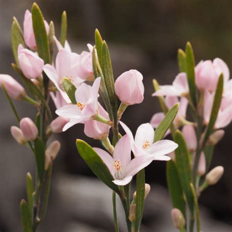 Pink Wax Flower Eriostemon Australasius Plant Care And How To Grow Water