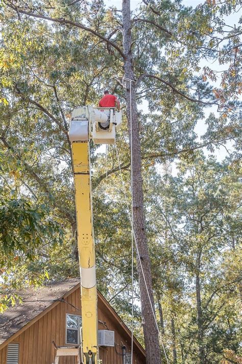 Trimming Trees Stock Photo Image Of Truck Dangerous 82681666