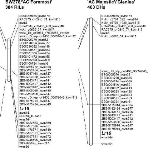 Genetic Linkage Maps Calculated For Four Mapping Populations Showing Download Scientific