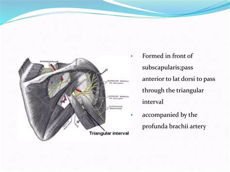 Peripheral Nerve Injuries Pptx