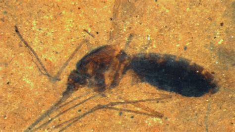 Oldest Blood In Mosquito Fossil Discovered In Monatana Mirror Online Oldest Blood In Mosquito Fossil Discovered In Monatana Mirror Online