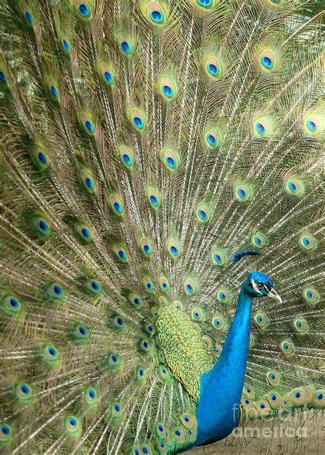 Grand Peacock Photograph By Sabrina L Ryan Fine Art America