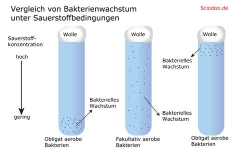 Was Benötigen Aerobe Bakterien Zum Überleben