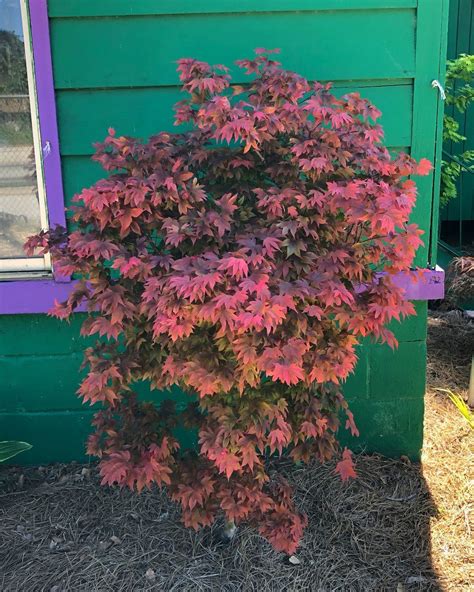 Dwarf Japanese Maples Maple Ridge Nursery
