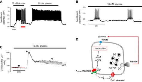 Pancreatic β Cell Electrical Activity And Insulin Secretion Of Mice And Men Physiological Reviews