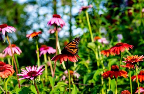 Welcoming Monarch Butterflies To Your Garden