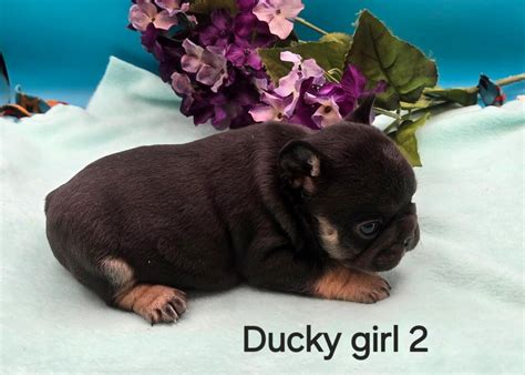 Ducky Castlehill Frenchies