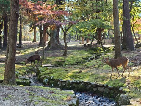 進入奈良公園需要門票嗎？ 介紹鹿園！ Neonara 奈良旅遊地點